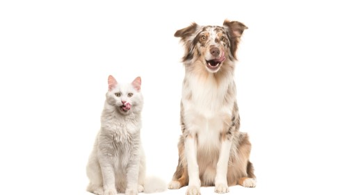 Pet Food Consulting Services — North River Enterprises